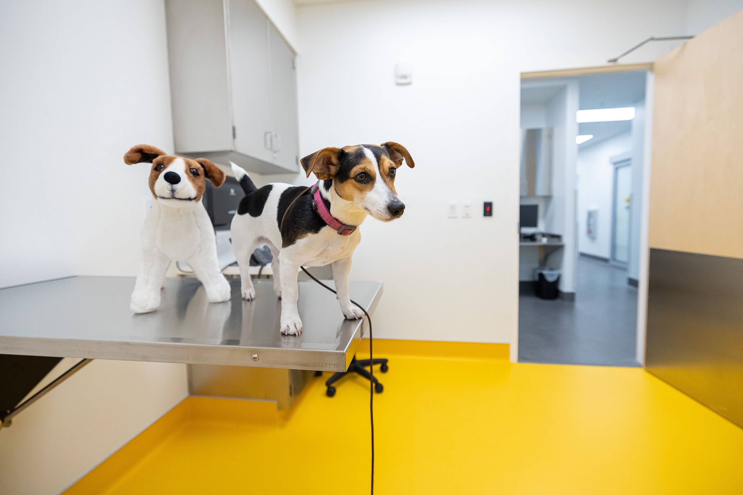 UF Veterinary Hospital At WEC Roberts Design
